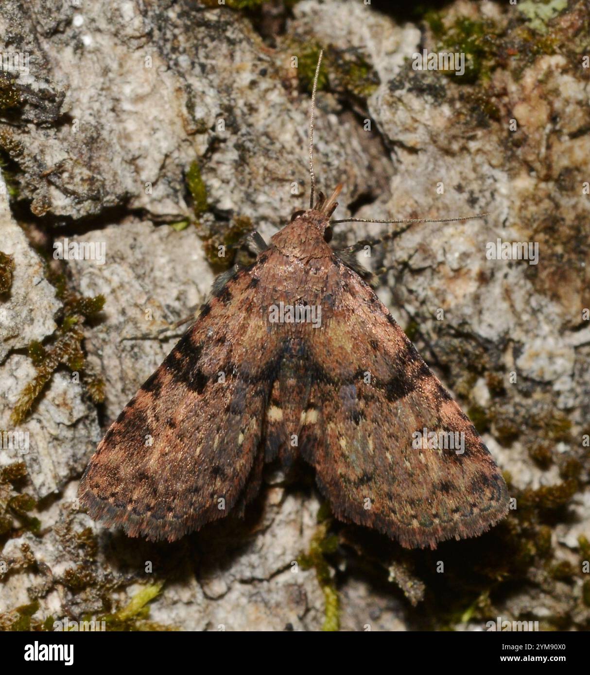 Four-spotted Fungus Moth (Metalectra quadrisignata Stock Photo - Alamy