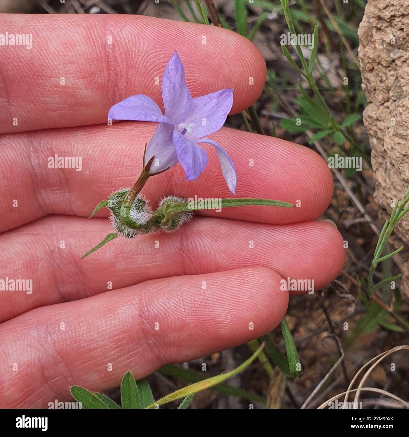 Australian bluebell (Wahlenbergia stricta Stock Photo - Alamy