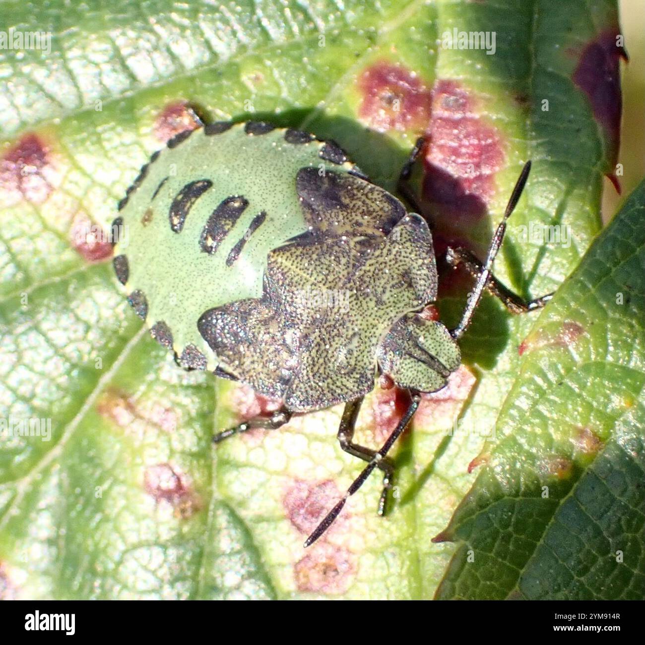 Green Shield Bug (Palomena prasina Stock Photo - Alamy