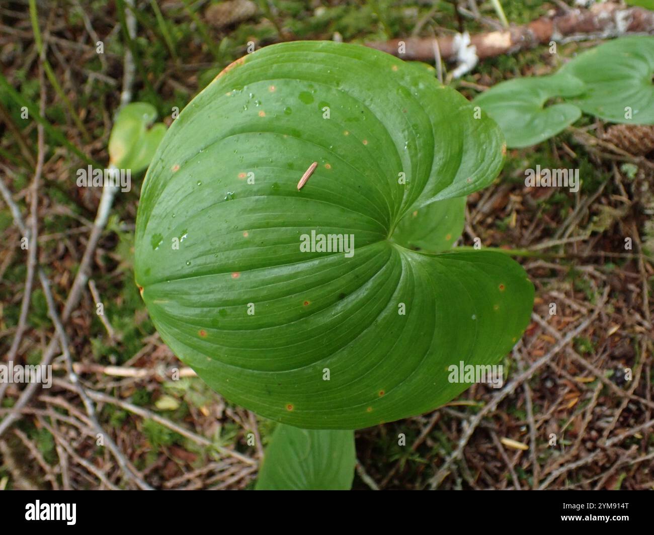 Western Lily of the Valley (Maianthemum dilatatum Stock Photo - Alamy