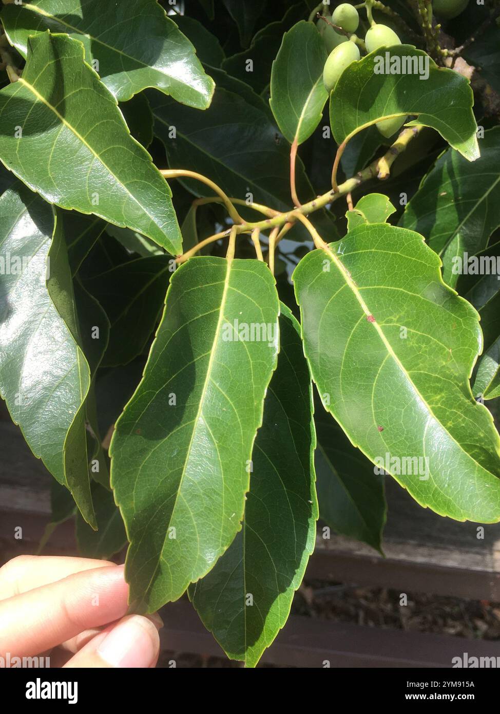 Ceylon olive (Elaeocarpus serratus Stock Photo - Alamy