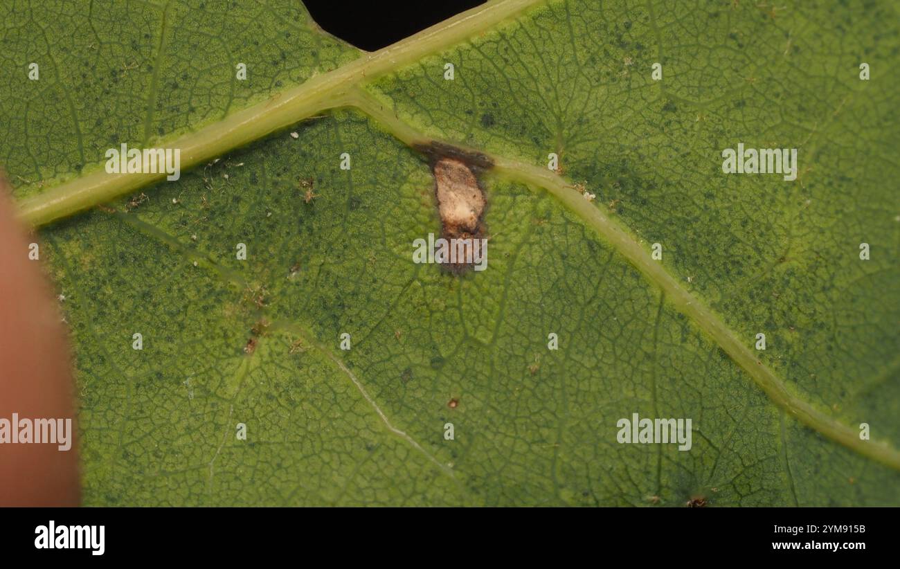 oak flake gall wasp (Neuroterus quercusverrucarum Stock Photo - Alamy