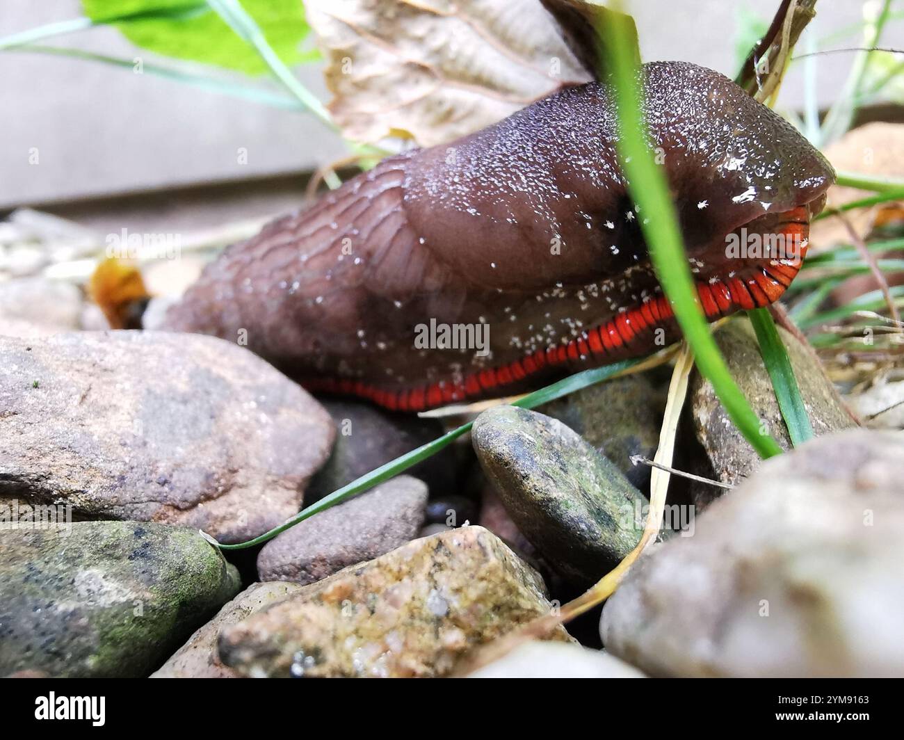 White Slug Mite (Riccardoella oudemansi Stock Photo - Alamy