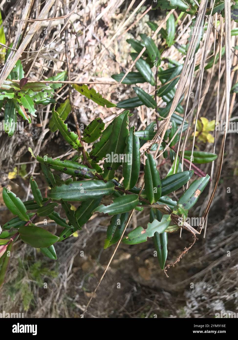 Waitakere Rock Koromiko (Veronica bishopiana Stock Photo - Alamy