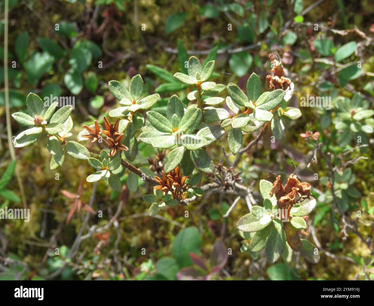 Lapland azalea hi-res stock photography and images - Alamy