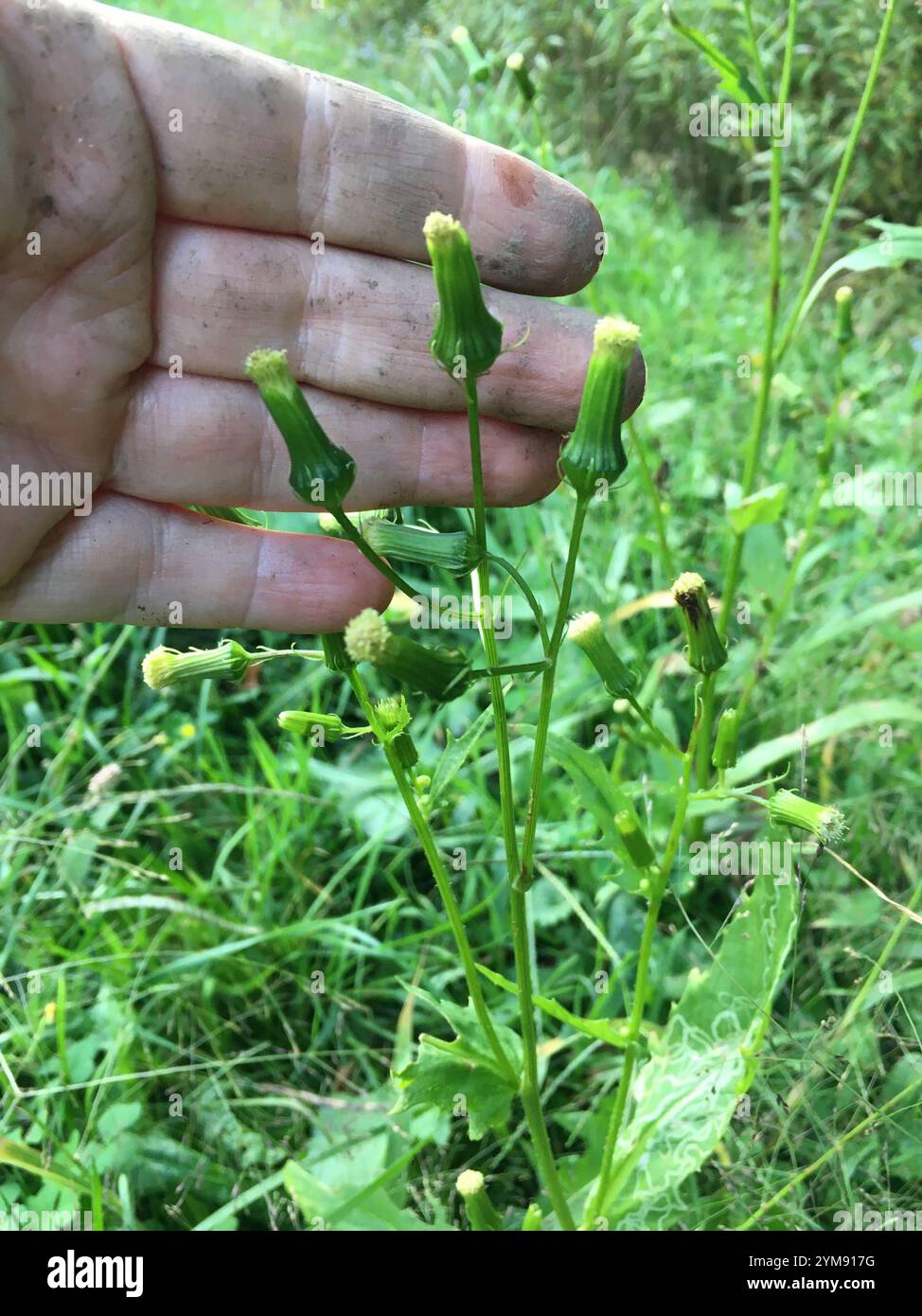 American burnweed (Erechtites hieraciifolius Stock Photo - Alamy