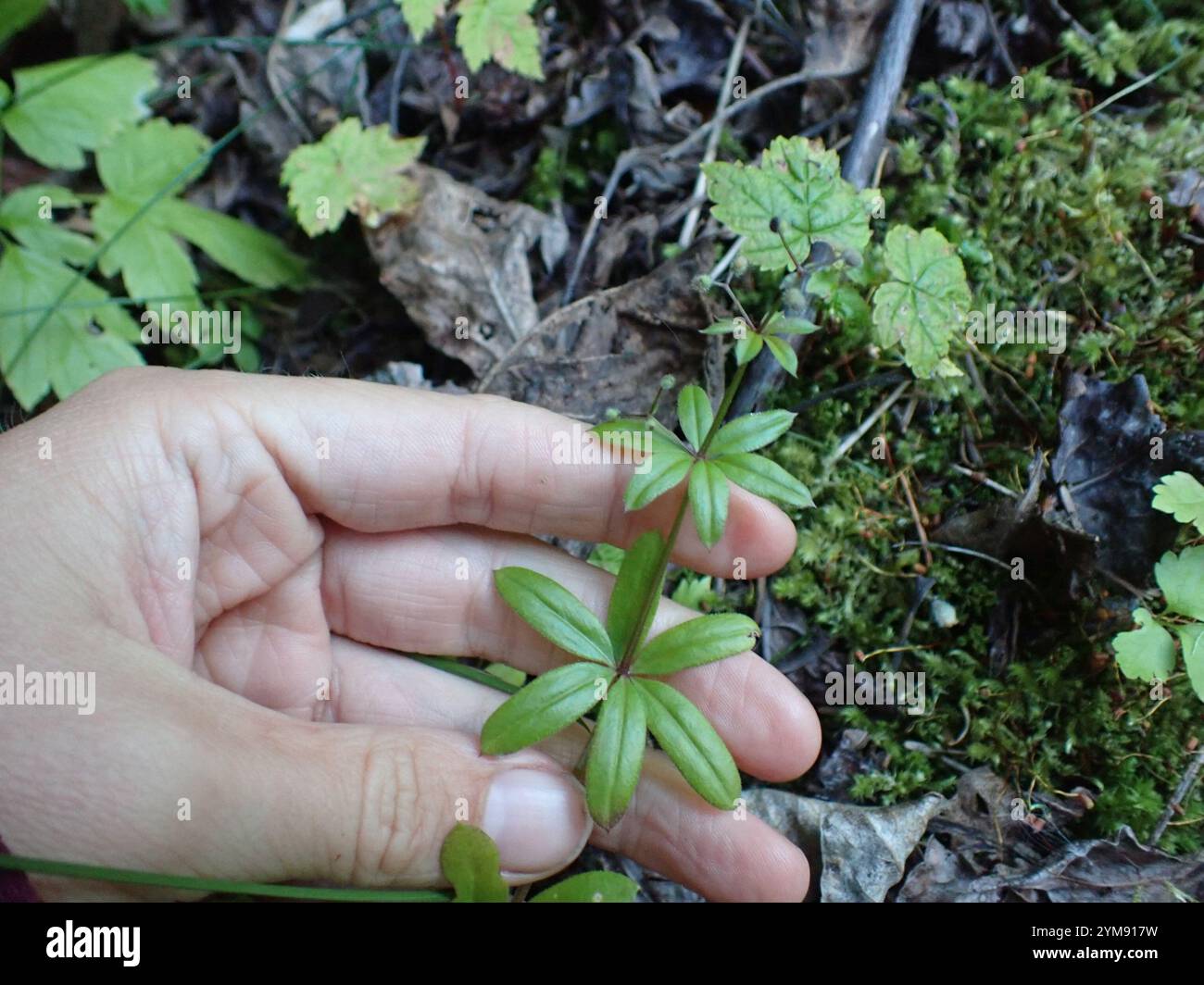 fragrant bedstraw (Galium triflorum Stock Photo - Alamy