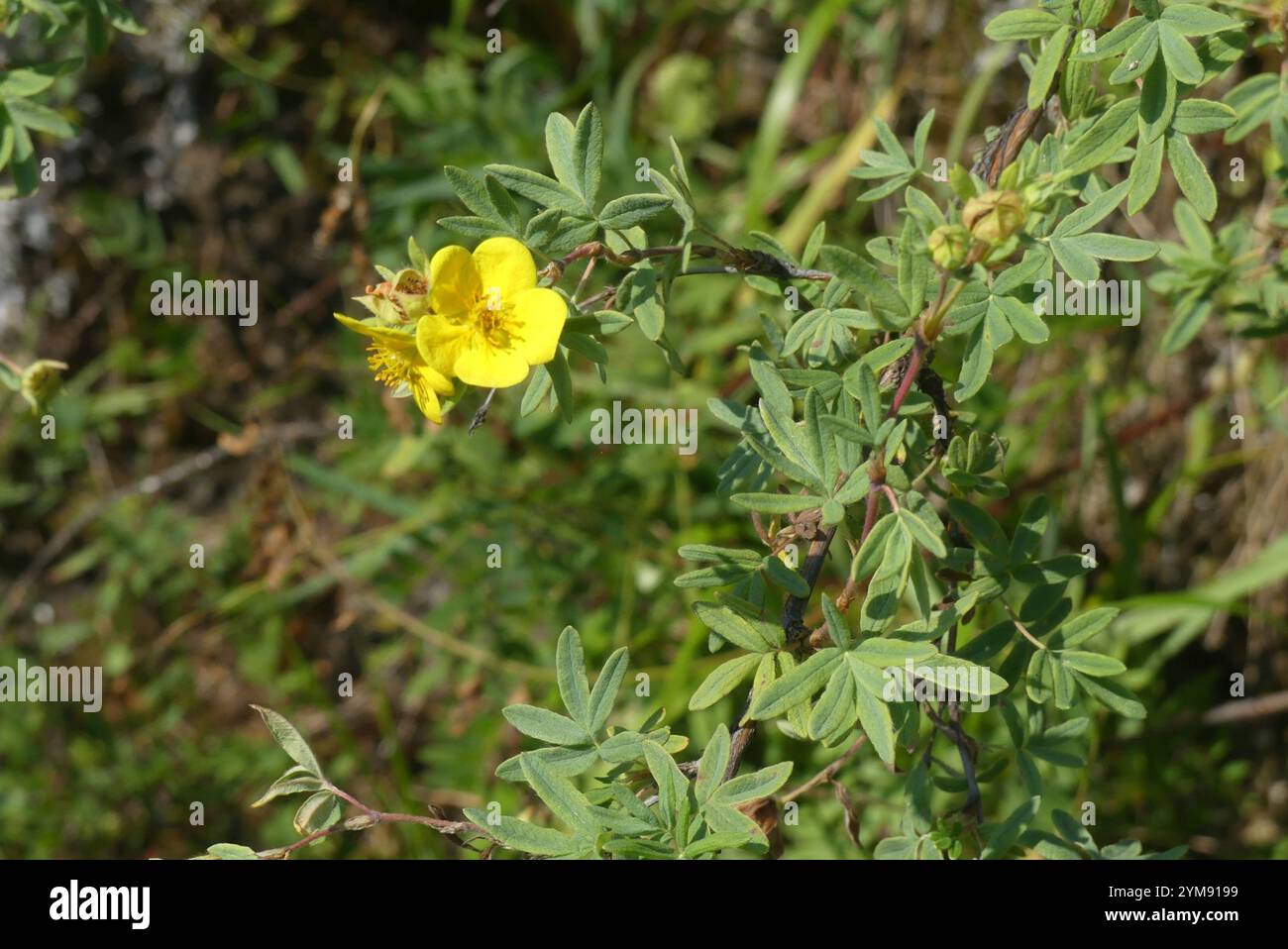shrubby cinquefoil (Dasiphora fruticosa Stock Photo - Alamy