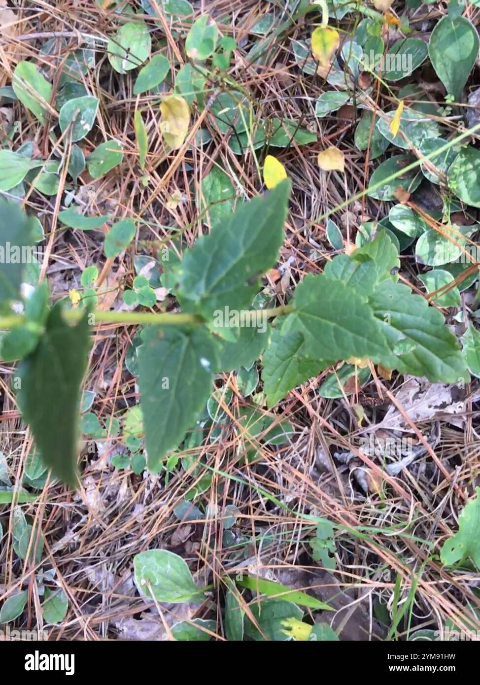 smaller white snakeroot (Ageratina aromatica Stock Photo - Alamy