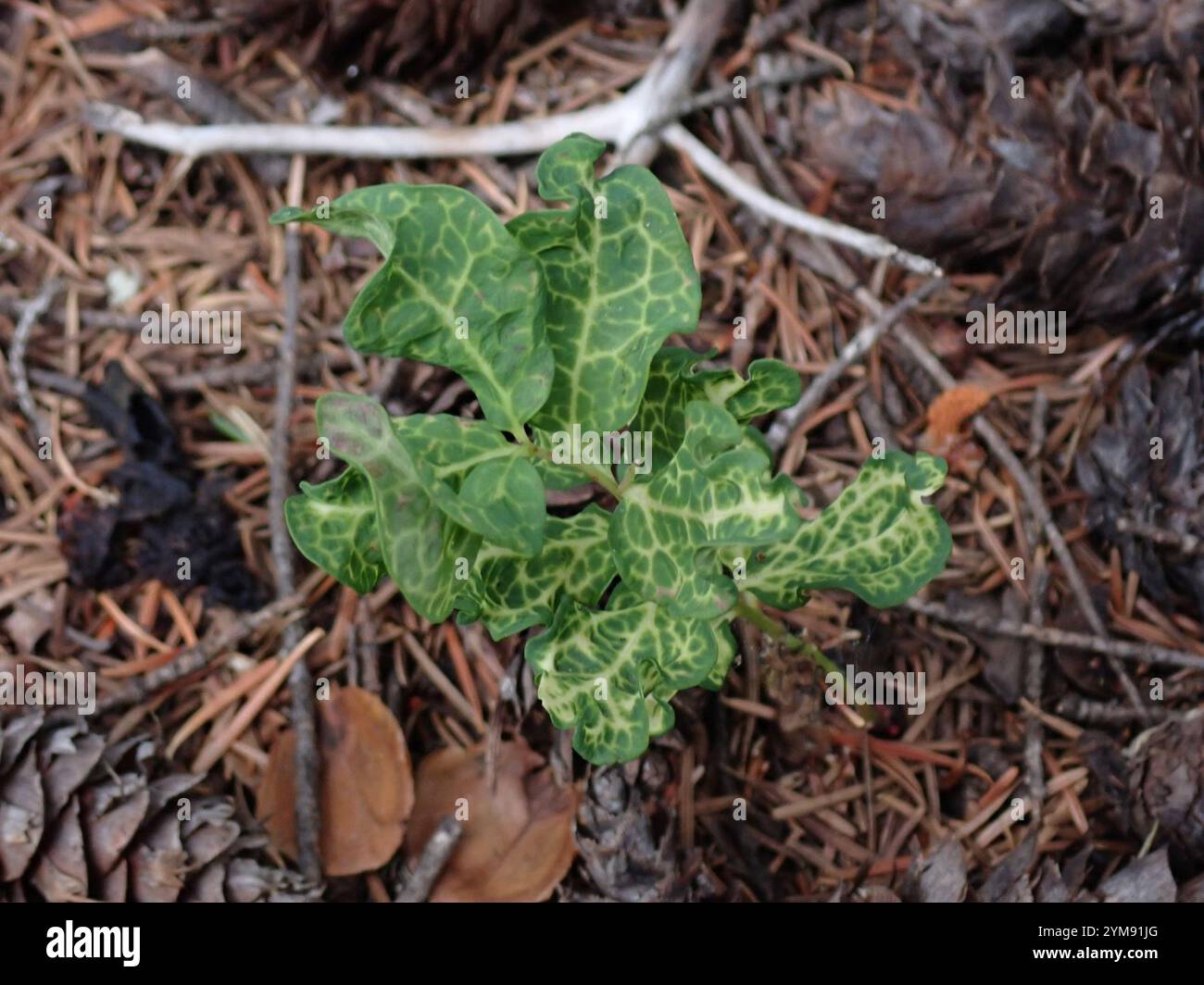 Northern Comandra (Geocaulon lividum Stock Photo - Alamy