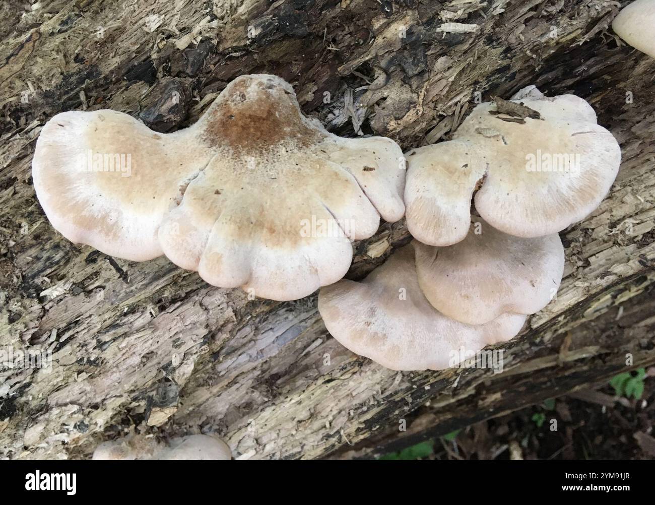 bear lentinus (Lentinellus ursinus Stock Photo - Alamy