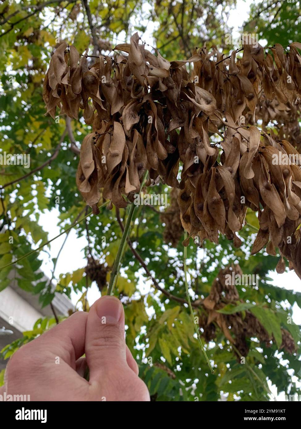 tree-of-heaven (Ailanthus altissima Stock Photo - Alamy