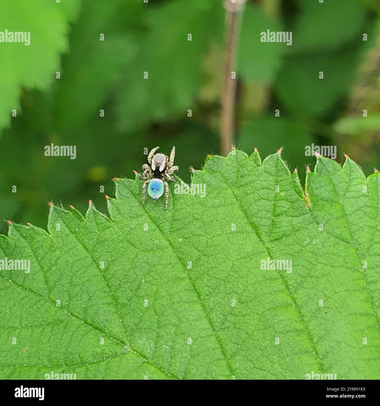 Unusual Peacock Spider (Maratus anomalus Stock Photo - Alamy