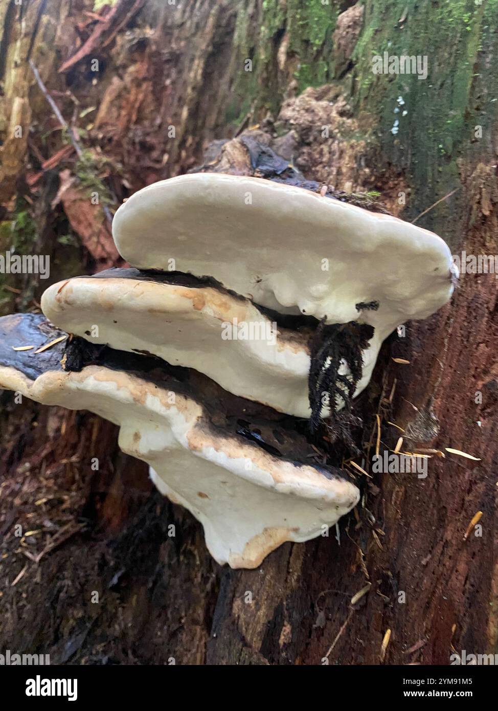 Red-banded Conks (Fomitopsis pinicola Stock Photo - Alamy