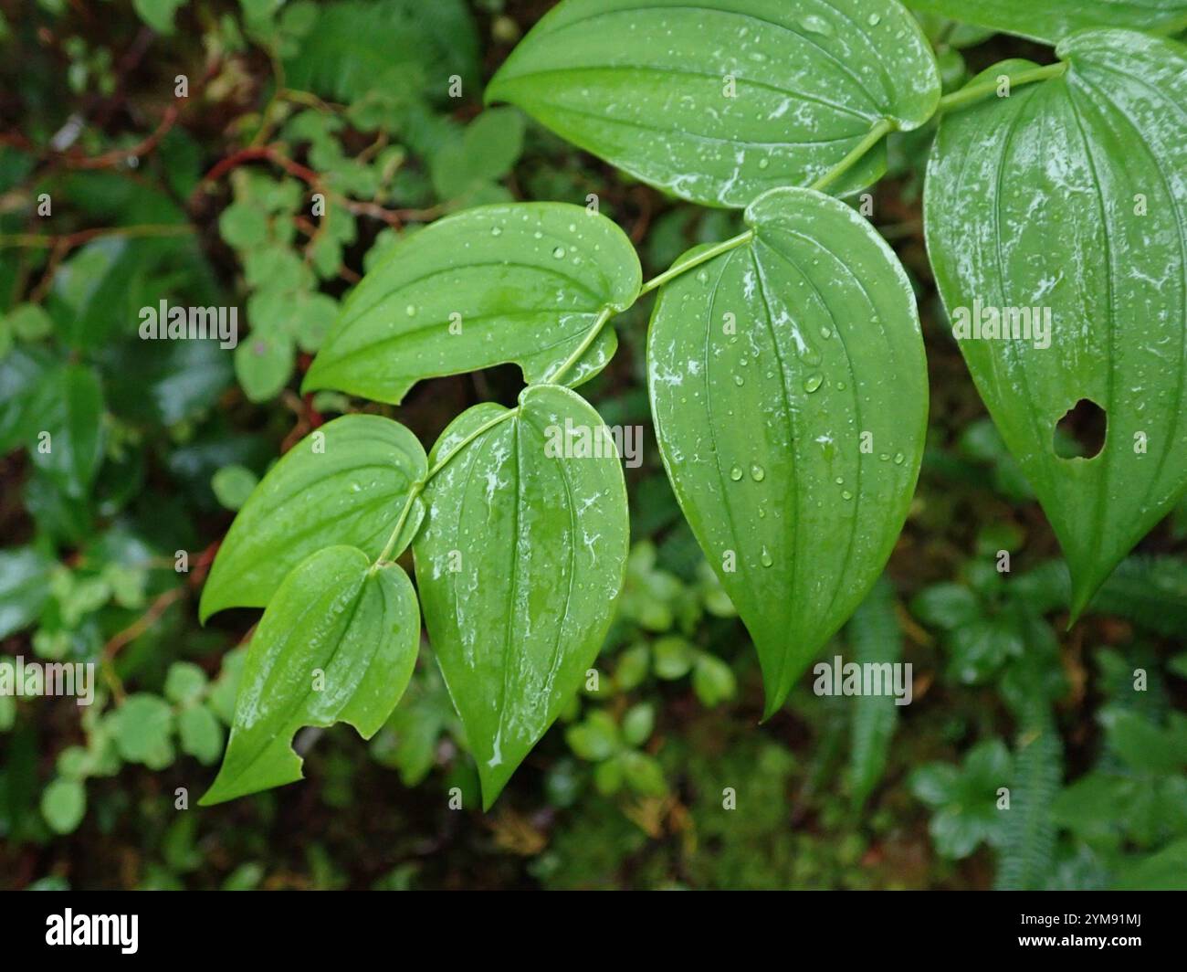 white twisted-stalk (Streptopus amplexifolius Stock Photo - Alamy