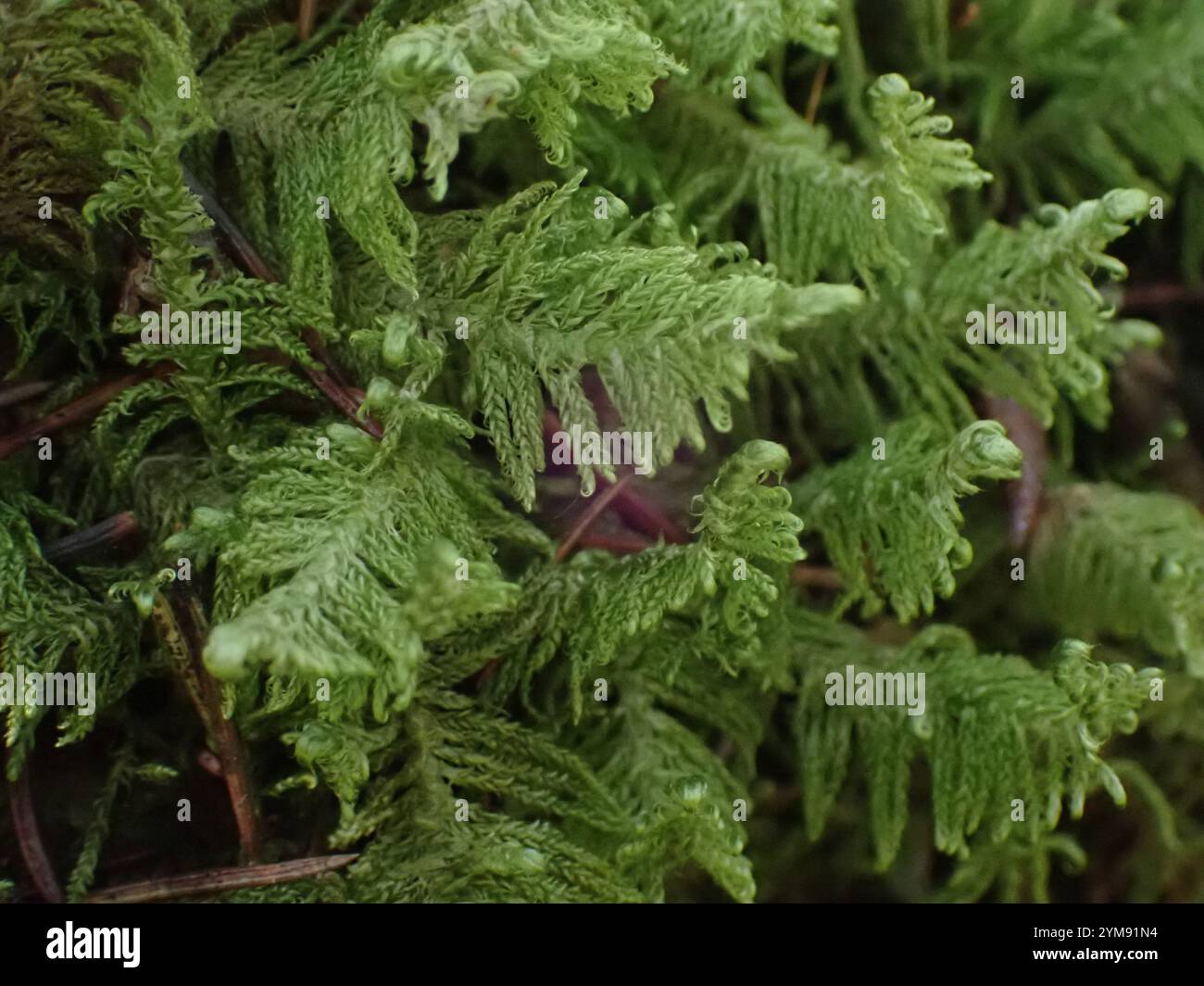 Ostrich-plume Moss (Ptilium crista-castrensis Stock Photo - Alamy