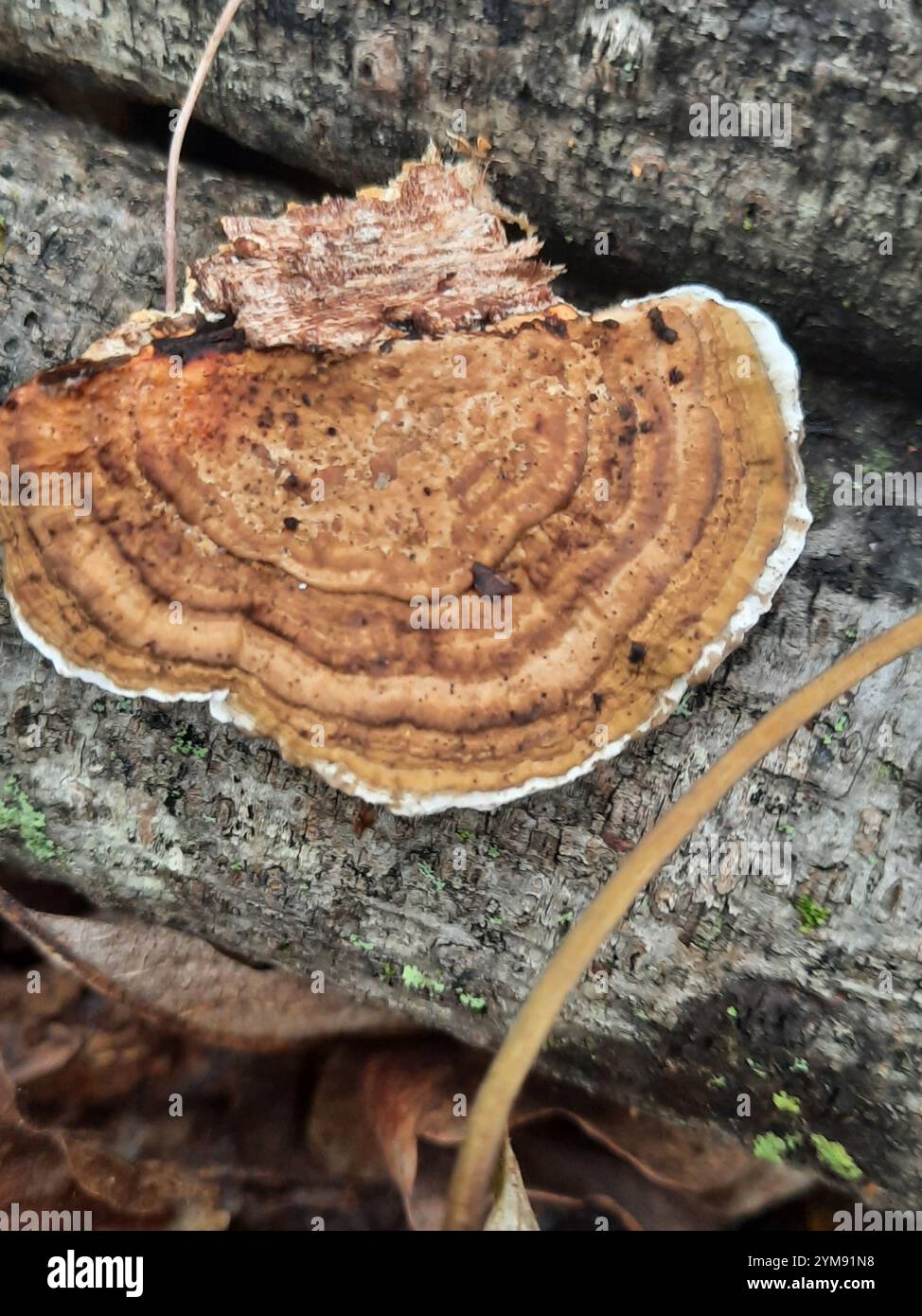 Thin-walled Maze Polypore (Daedaleopsis confragosa Stock Photo - Alamy