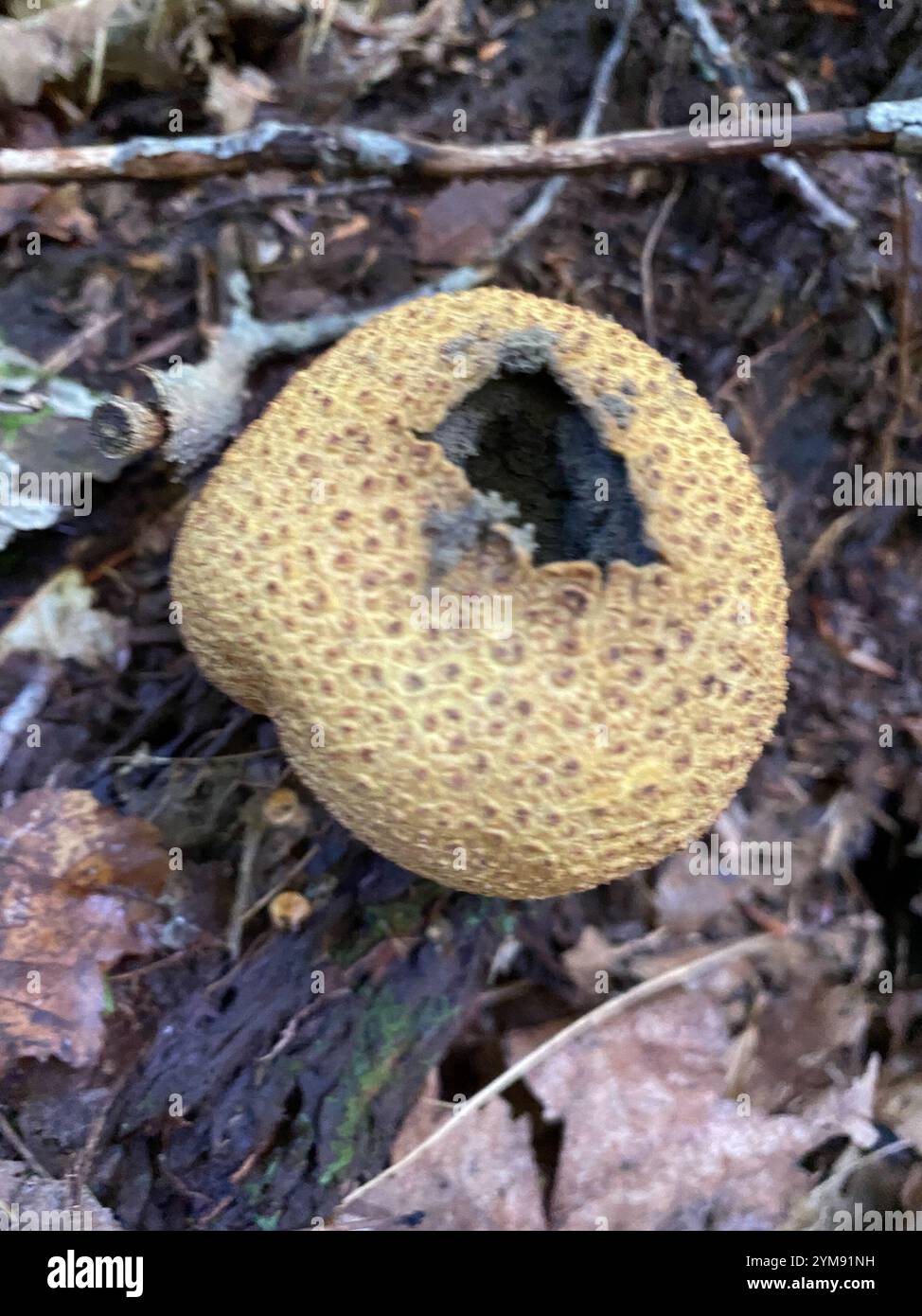 common earthball (Scleroderma citrinum Stock Photo - Alamy
