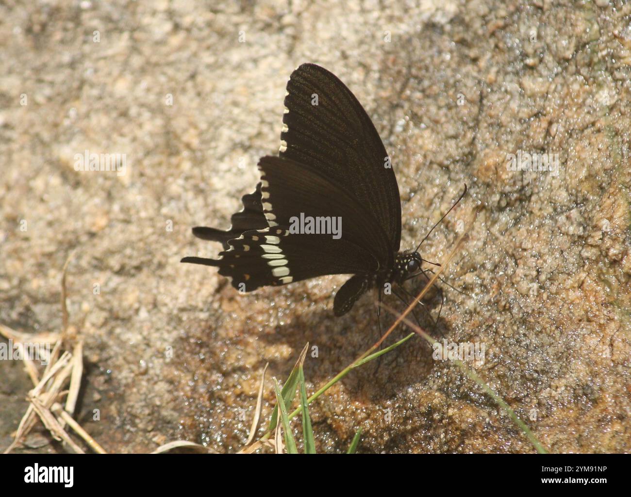 Common Mormon Swallowtail (Papilio polytes Stock Photo - Alamy