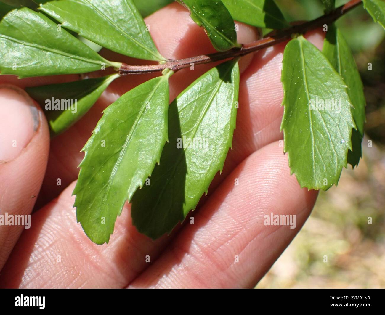 Oregon Boxwood (Paxistima myrsinites Stock Photo - Alamy
