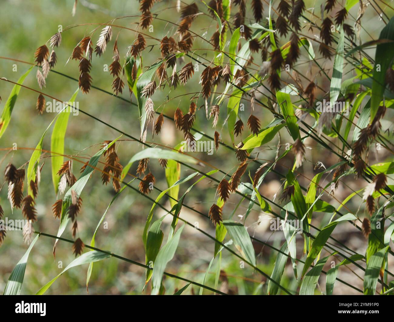 inland wood oats (Chasmanthium latifolium Stock Photo - Alamy