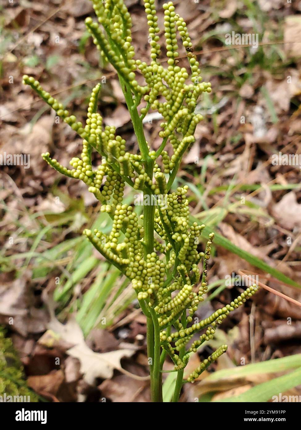 Cutleaf Grapefern (Sceptridium dissectum Stock Photo - Alamy