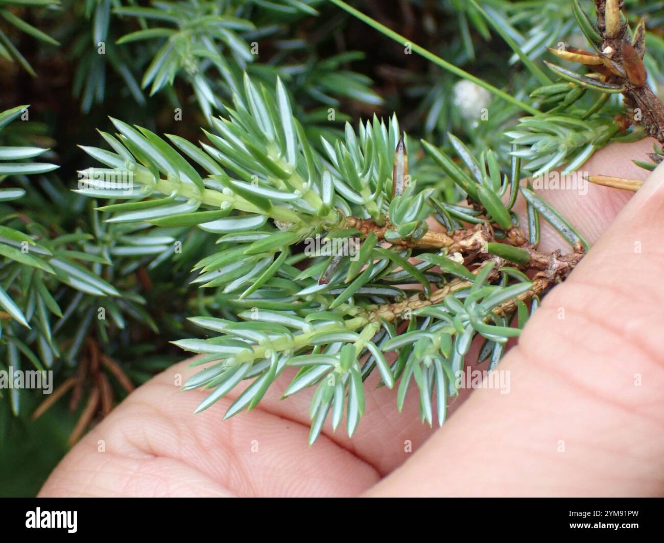 common juniper (Juniperus communis Stock Photo - Alamy