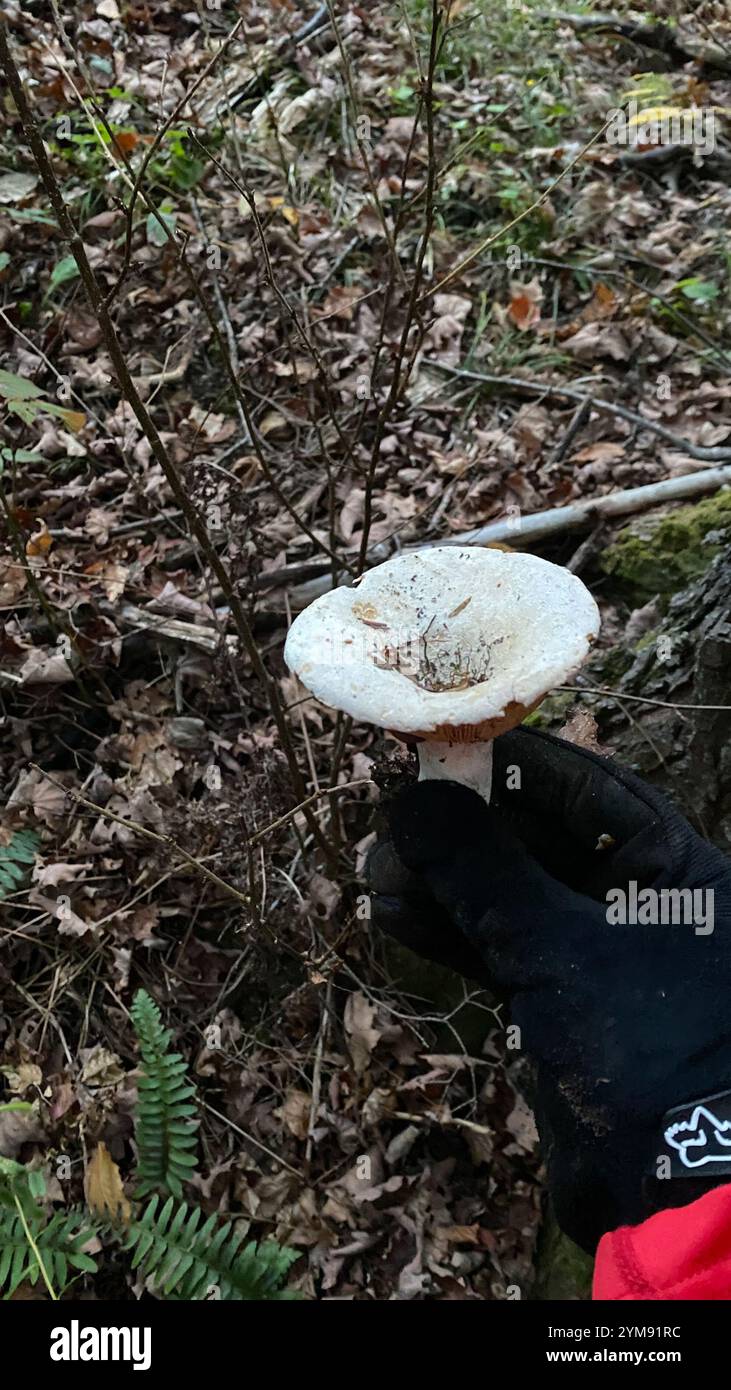 Russula brevipes hi-res stock photography and images - Alamy