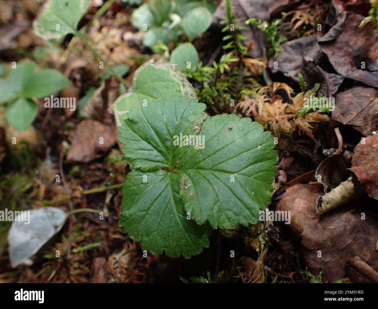 Arctic raspberry (Rubus arcticus Stock Photo - Alamy