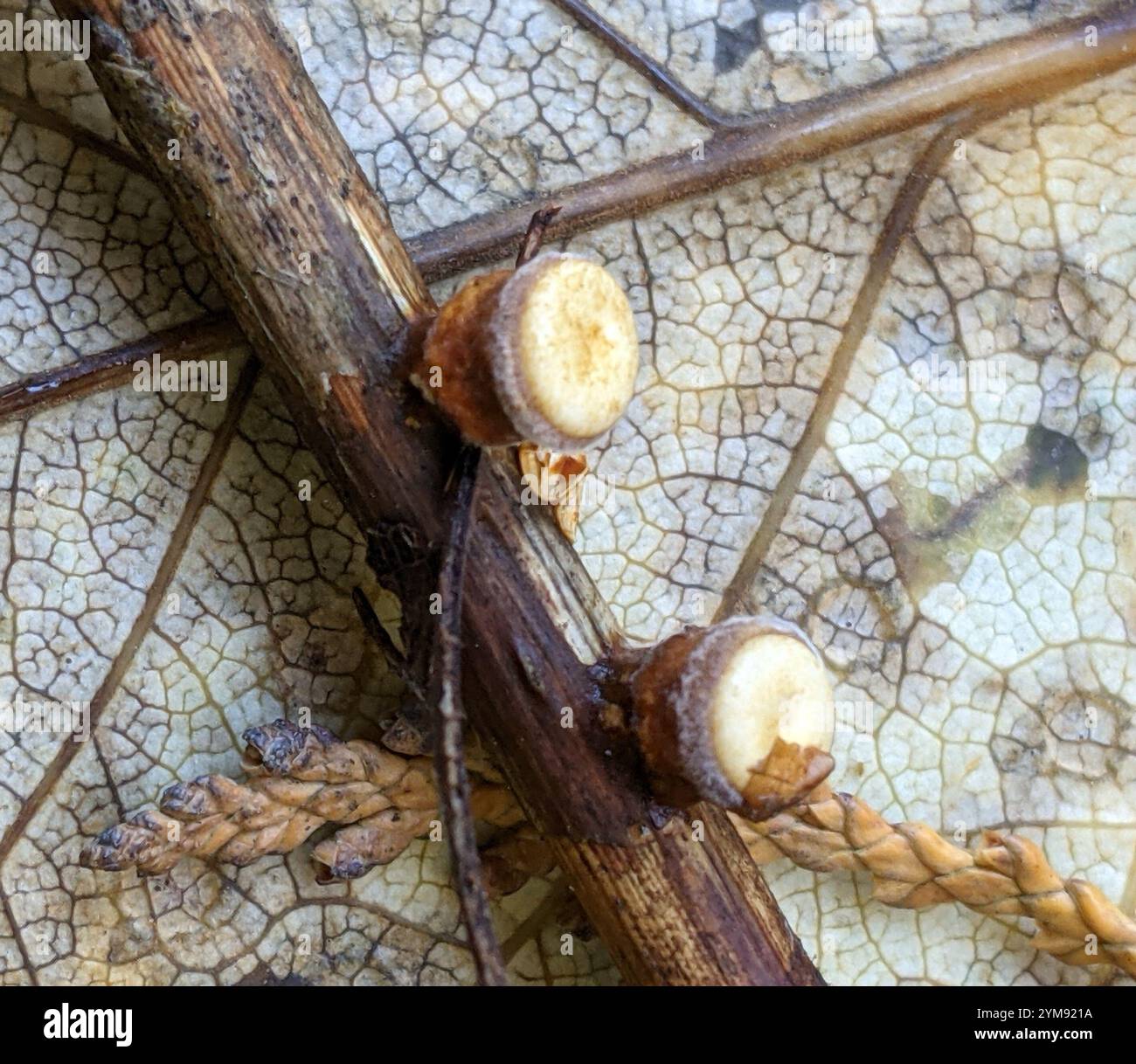 common bird's nest fungus (Crucibulum laeve Stock Photo - Alamy