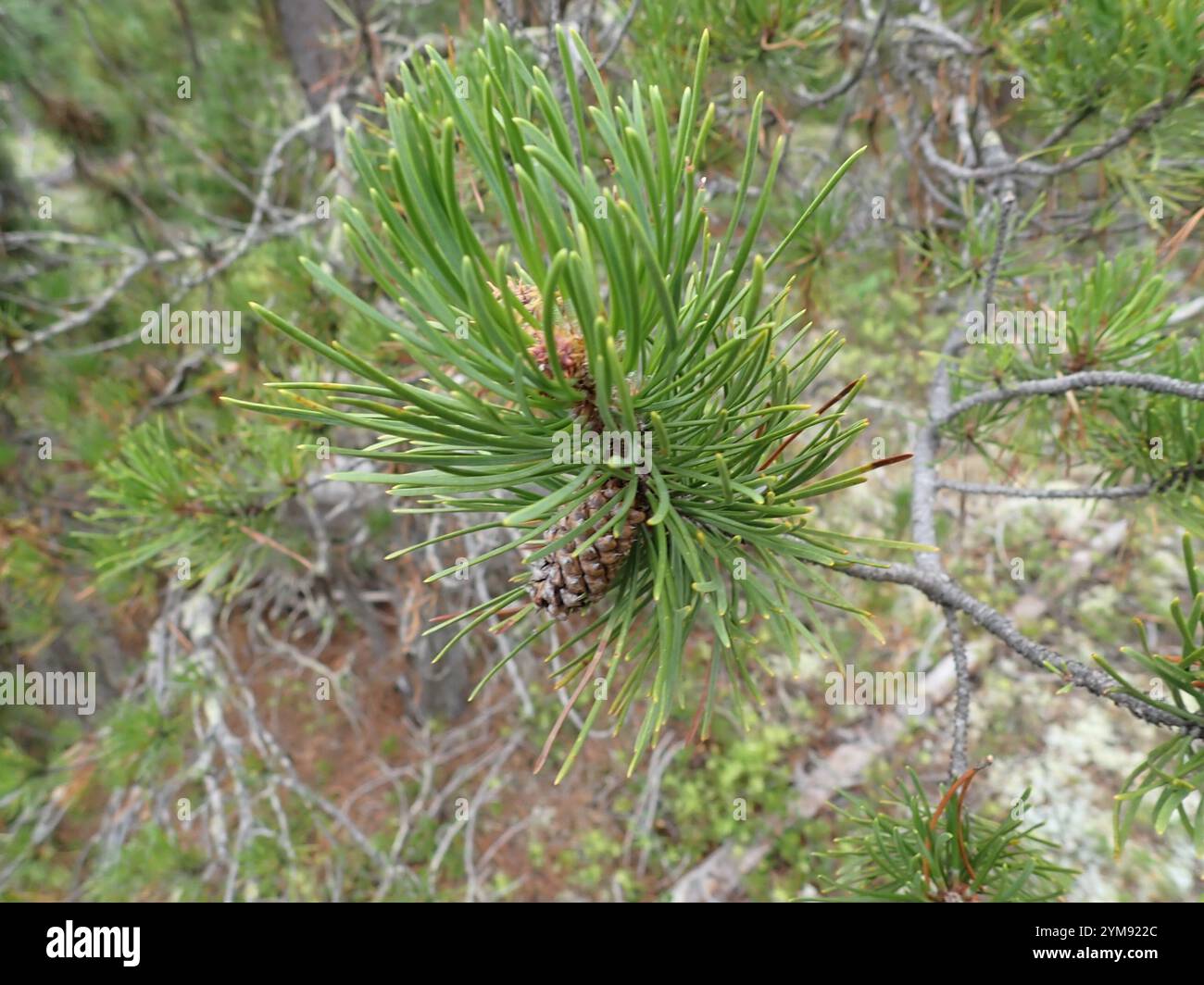 lodgepole pine (Pinus contorta Stock Photo - Alamy