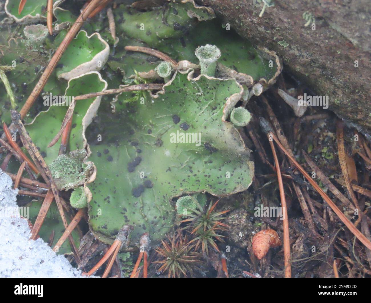 freckled pelt lichen (Peltigera aphthosa Stock Photo - Alamy