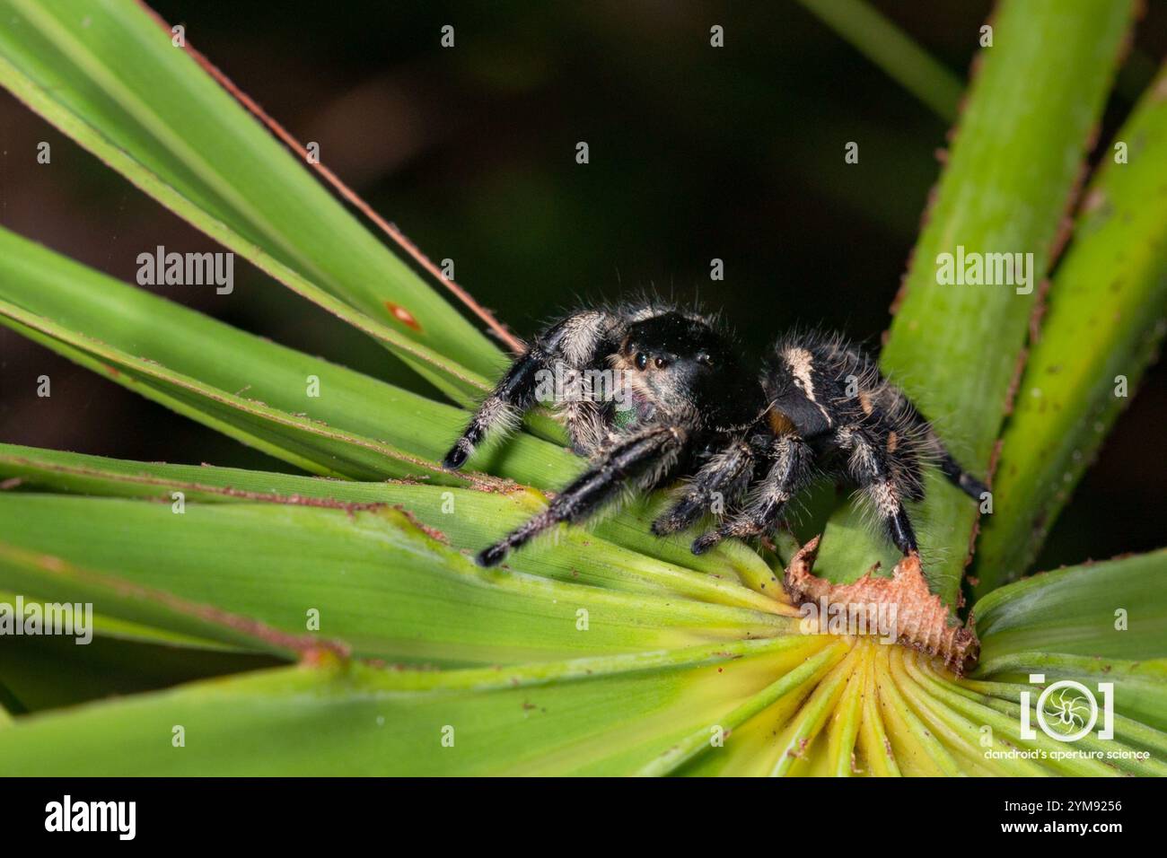 Regal Jumping Spider (Phidippus regius Stock Photo - Alamy