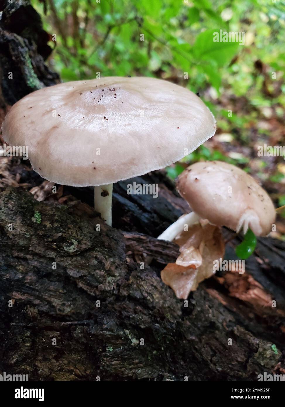 Deer Mushroom (Pluteus cervinus Stock Photo - Alamy