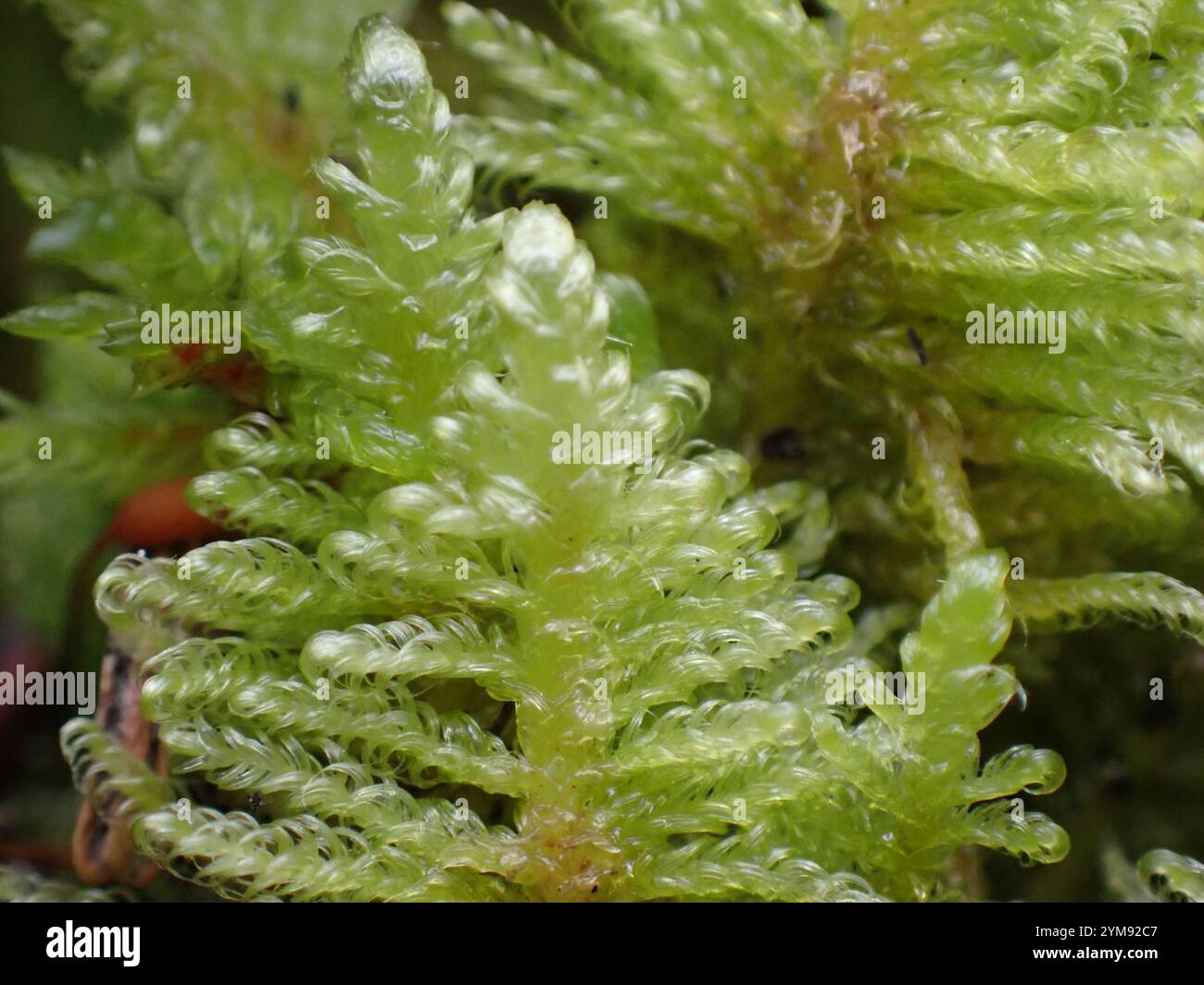 Ostrich-plume Moss (Ptilium crista-castrensis Stock Photo - Alamy