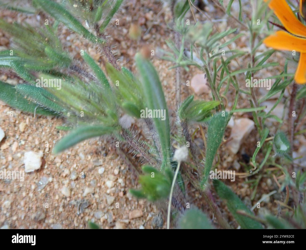 Beetle Daisy (Gorteria diffusa Stock Photo - Alamy