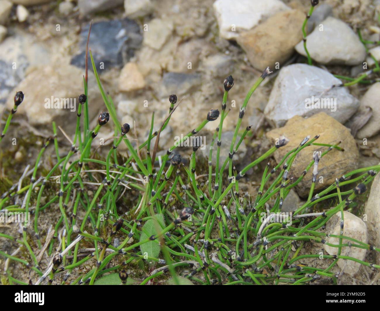 dwarf horsetail (Equisetum scirpoides Stock Photo - Alamy