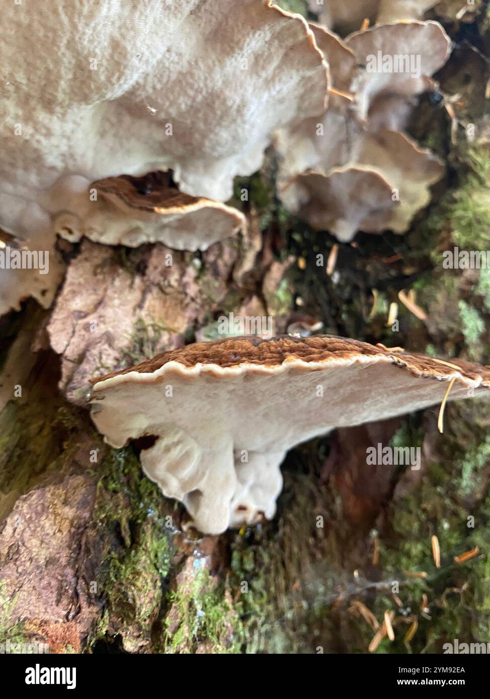 Benzoin Bracket (Ischnoderma benzoinum Stock Photo - Alamy