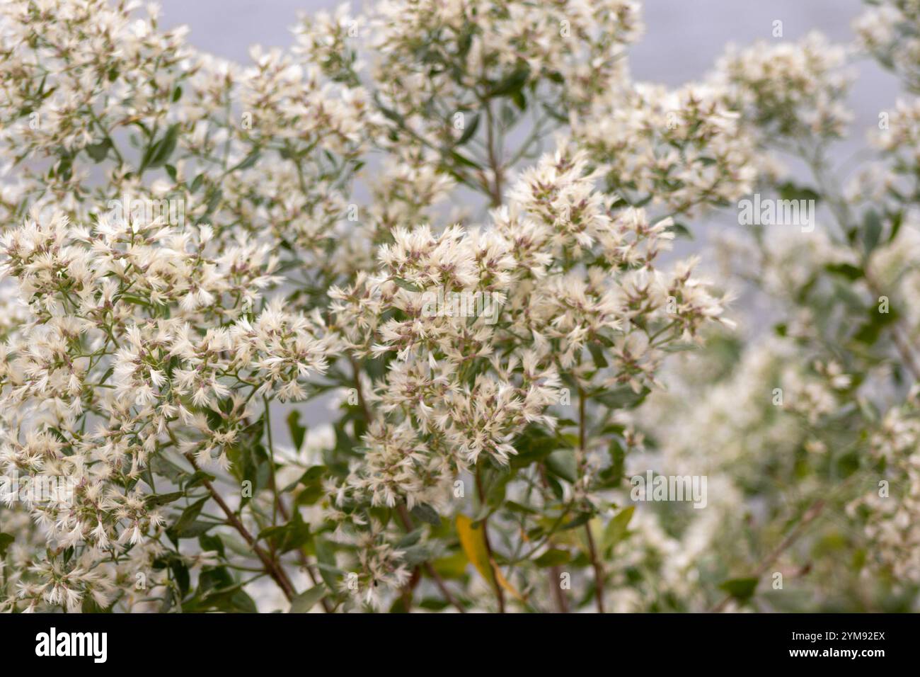 groundsel tree (Baccharis halimifolia Stock Photo - Alamy