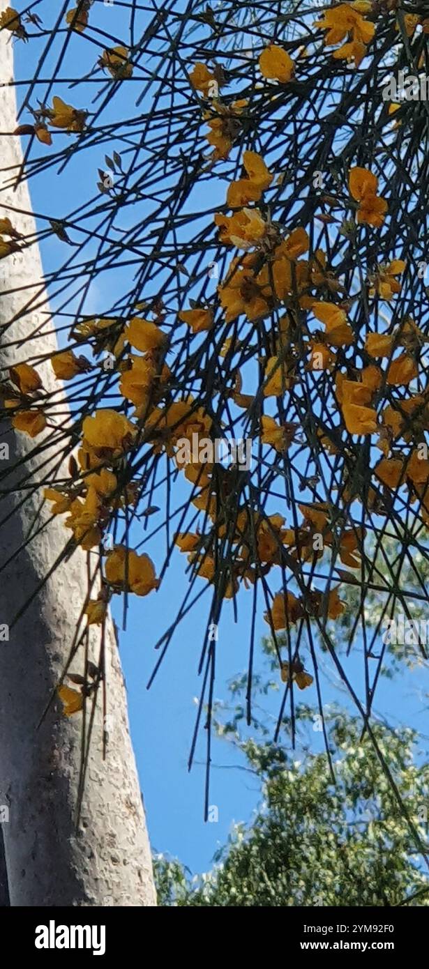 winged broom-pea (Jacksonia scoparia Stock Photo - Alamy