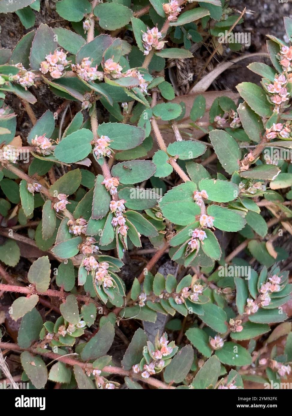 Euphorbia thymifolia hi-res stock photography and images - Alamy