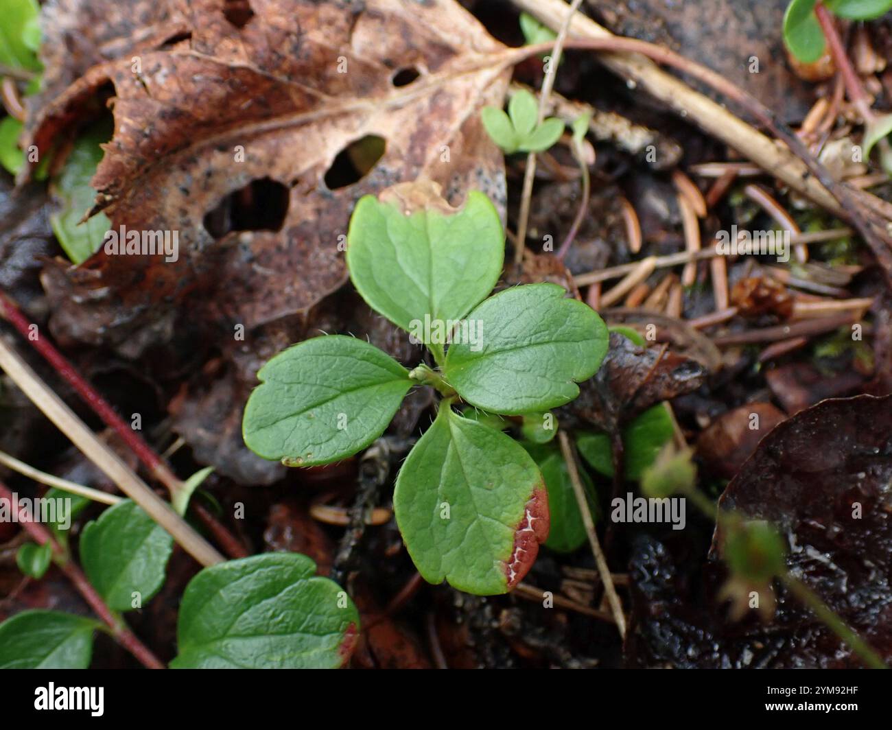 Twinflower (Linnaea borealis Stock Photo - Alamy