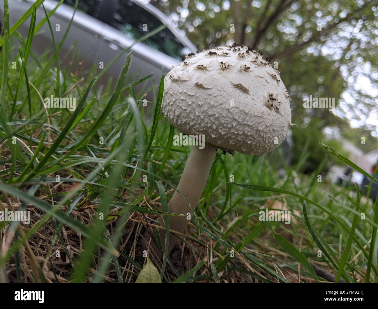 green-spored parasol (Chlorophyllum molybdites Stock Photo - Alamy