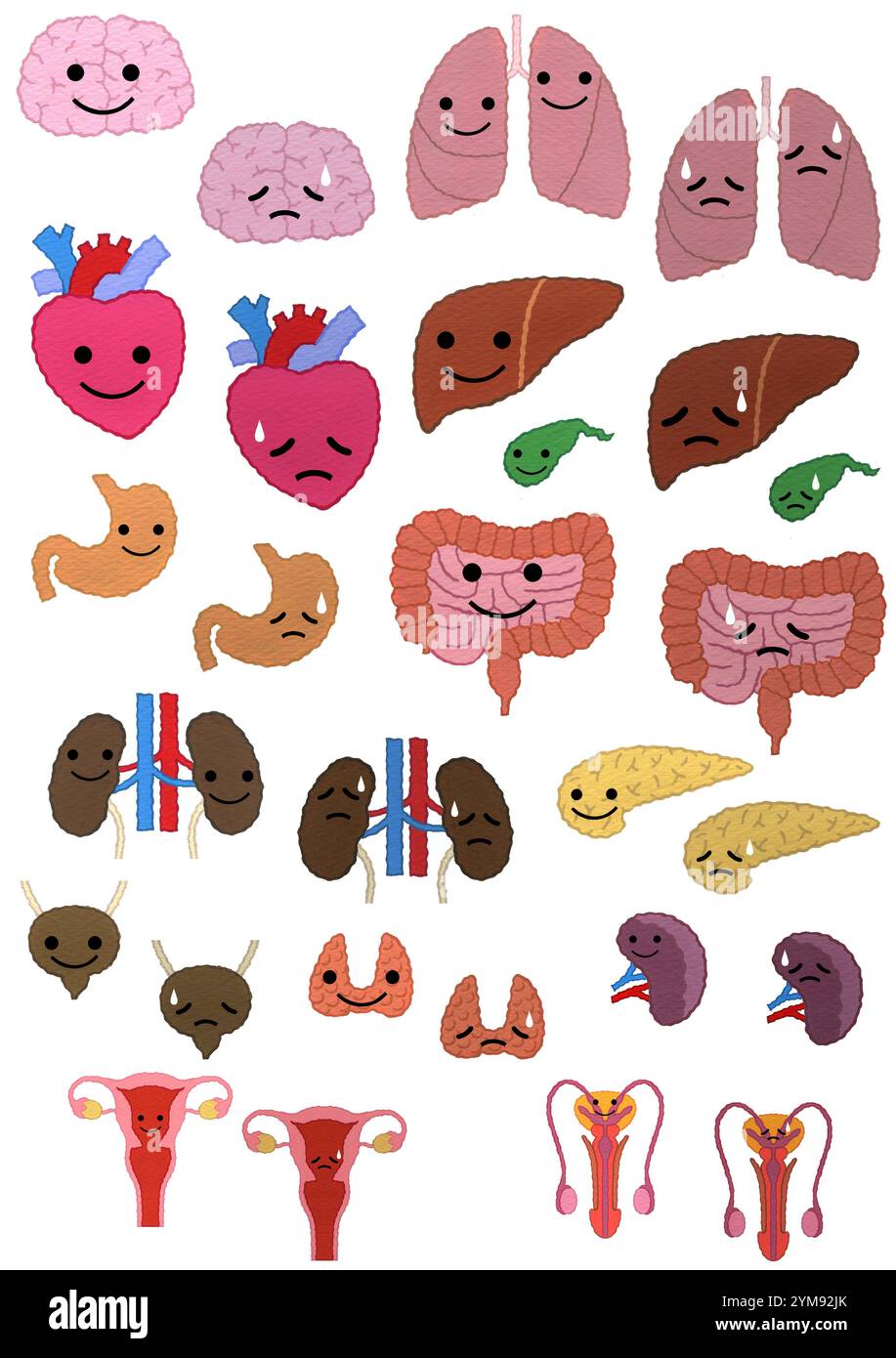 Illustration of internal organ parts Stock Photo - Alamy