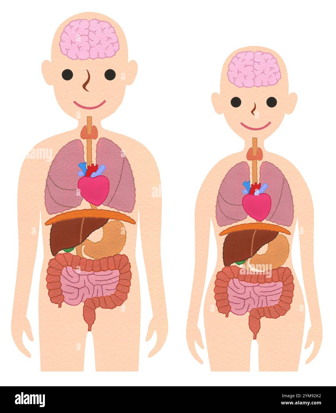 Internal organs human hi-res stock photography and images - Alamy