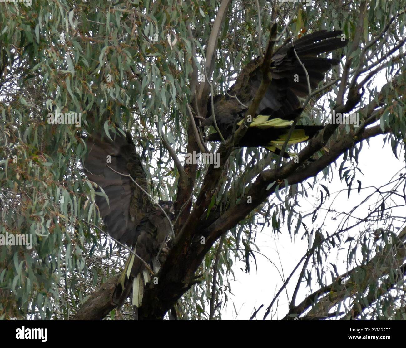 Yellow-tailed Black Cockatoo (Zanda funerea Stock Photo - Alamy