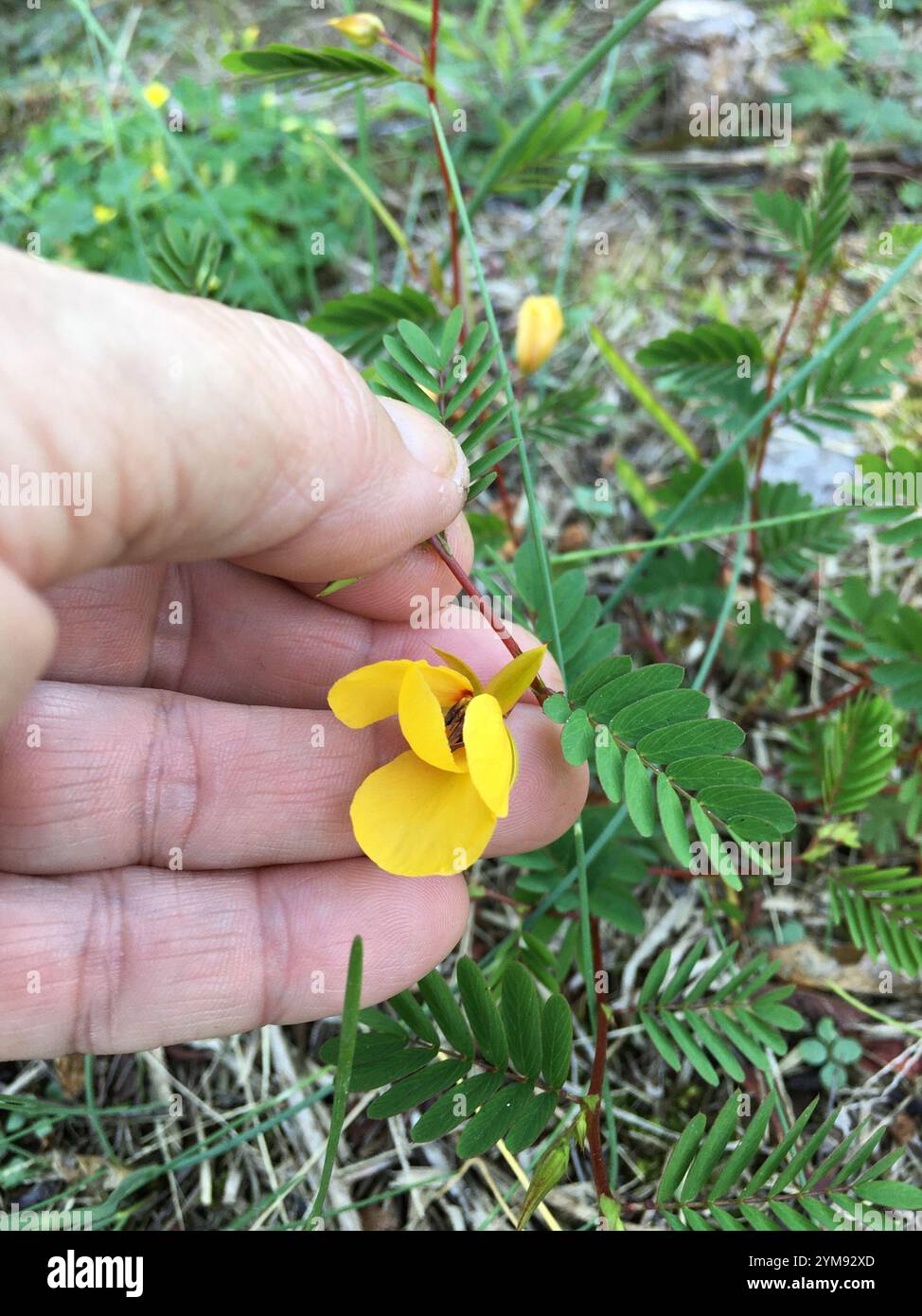 partridge pea (Chamaecrista fasciculata Stock Photo - Alamy