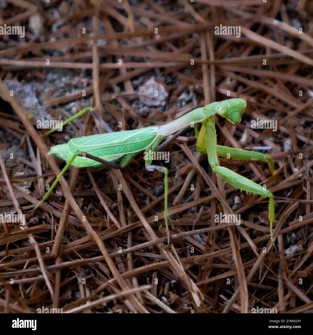 Arizona Mantis (Stagmomantis limbata Stock Photo - Alamy
