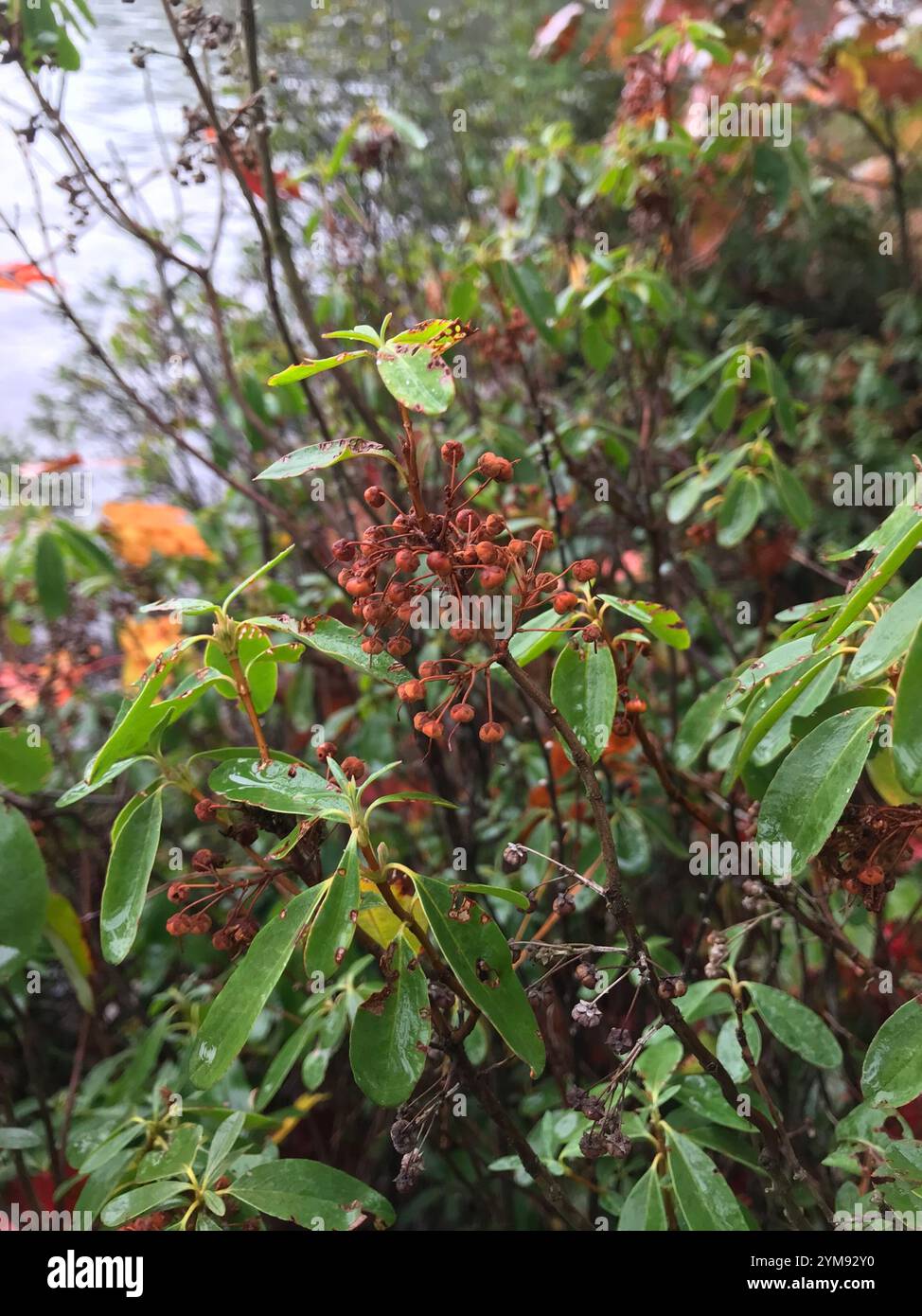 sheep laurel (Kalmia angustifolia Stock Photo - Alamy