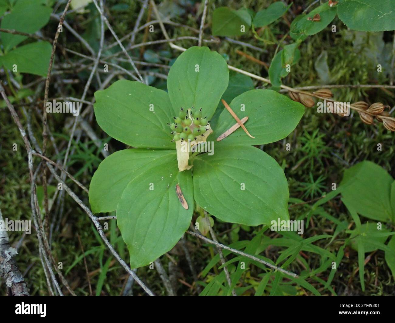 Western Bunchberry (Cornus unalaschkensis Stock Photo - Alamy